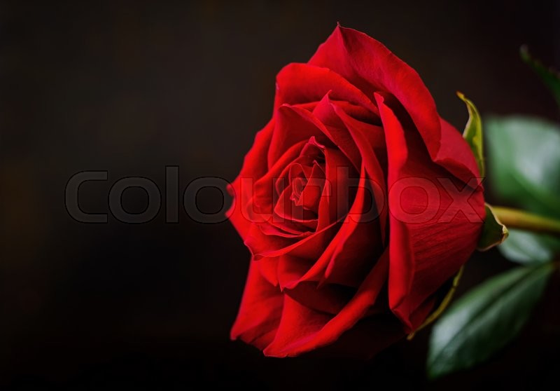 Single Red Rose Black Background Stock Photo