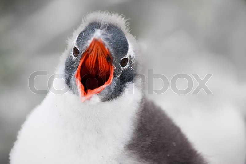 Fledgling penguin with a red beak looks ... | Stock image | Colourbox
