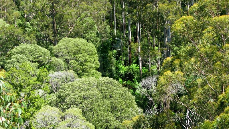 Australian rain forest seen from above ... | Stock image | Colourbox