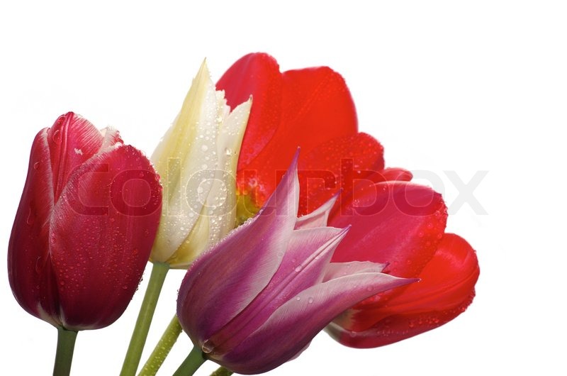 Spring flowers against the white ... | Stock image | Colourbox