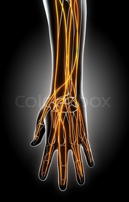 3D illustration of hand nervous system, ... | Stock image | Colourbox
