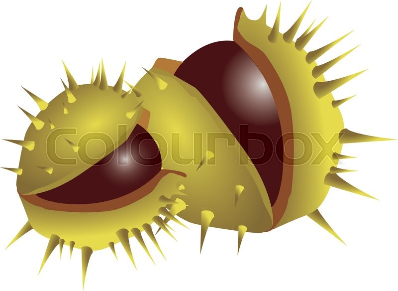 CONKERS | Stock vector | Colourbox