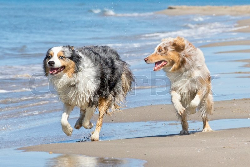 Two australian shepherds playing ... | Stock image | Colourbox