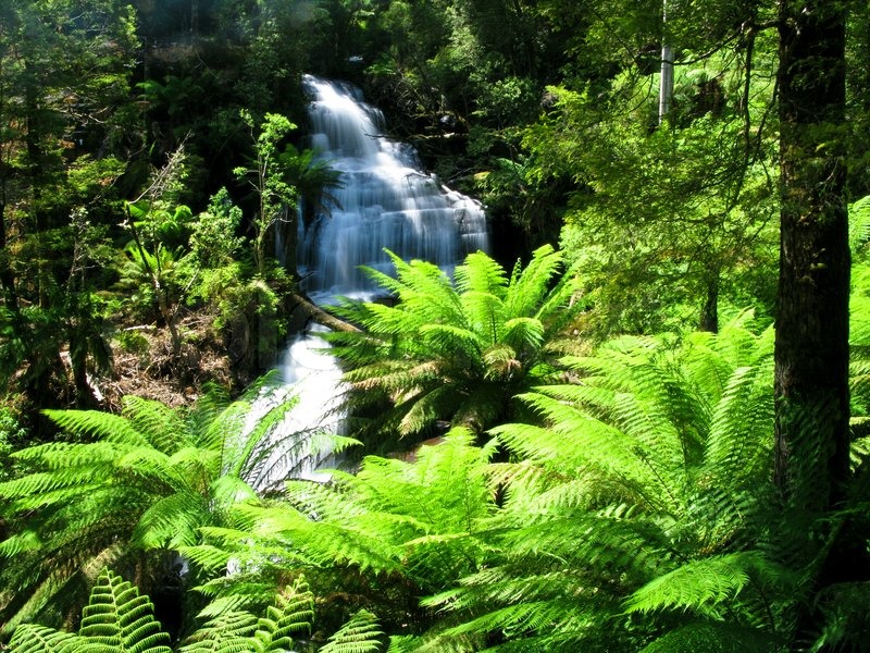 Water fall in rain forest in australia ... | Stock image | Colourbox