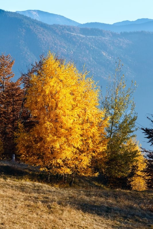 Beautiful golden birch trees on misty ... | Stock image | Colourbox