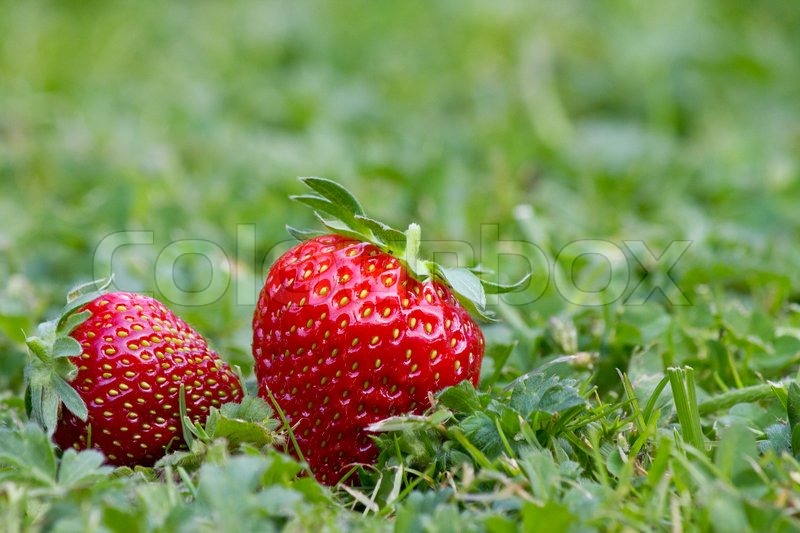 Strawberrys in grass | Stock image | Colourbox