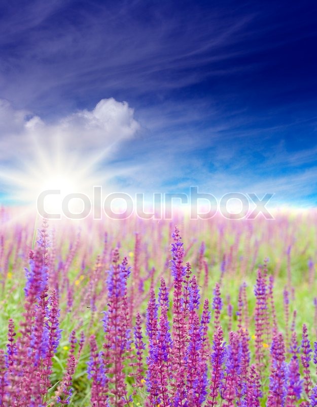 Sun, blue sky and wildflowers | Stock image | Colourbox