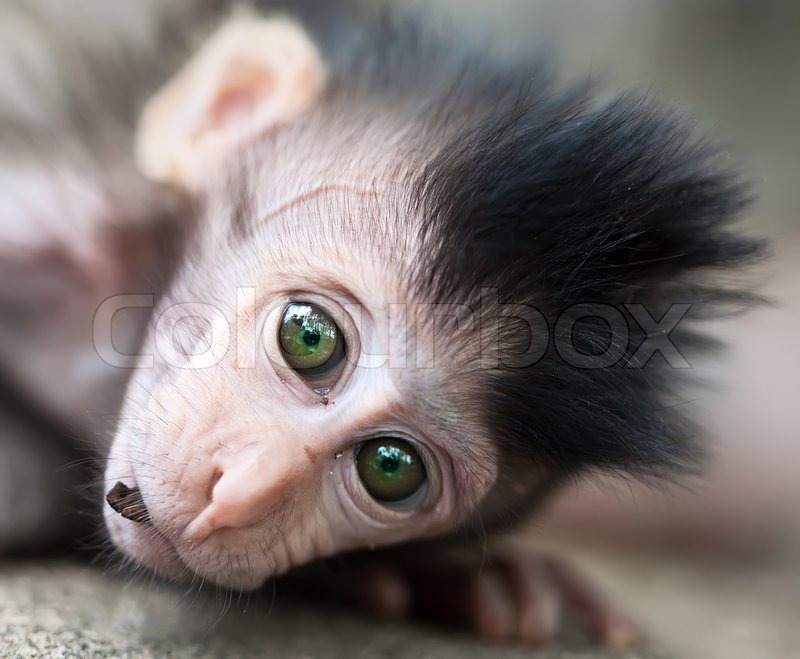 Baby monkey portrait | Stock image | Colourbox