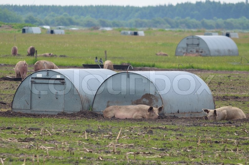 Pig houses | Stock foto | Colourbox