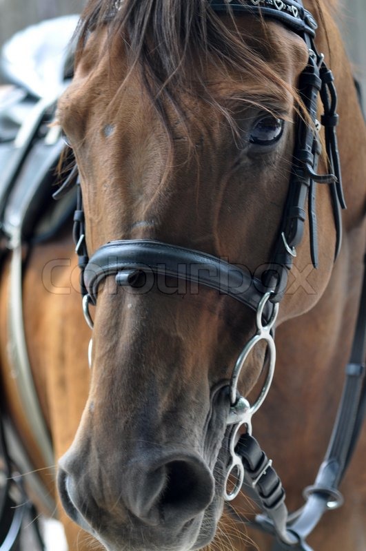 Brown Pferd | Stock Bild | Colourbox