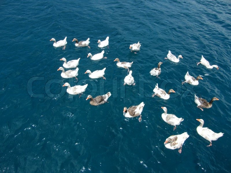 Ducks swim in the sea | Stock Photo | Colourbox