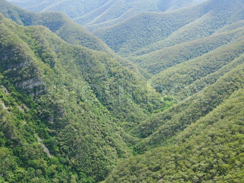 Forest on mountains in new south wales, ... | Stock image | Colourbox