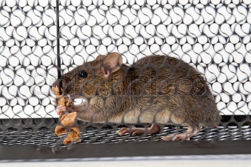A mouse in the Cage in isolated White ... | Stock image | Colourbox