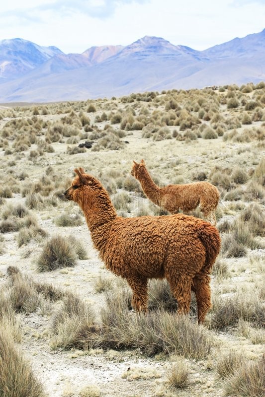 Lamas in Andes,Mountains, Peru | Stock image | Colourbox
