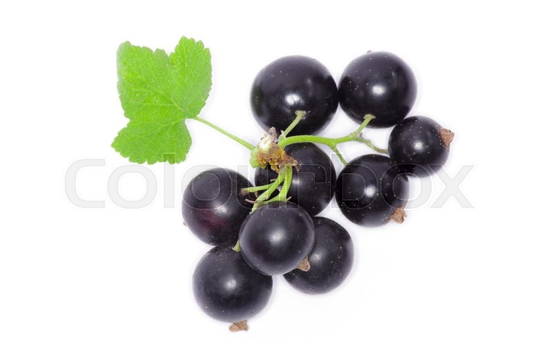 Black currant on the white background | Stock image | Colourbox