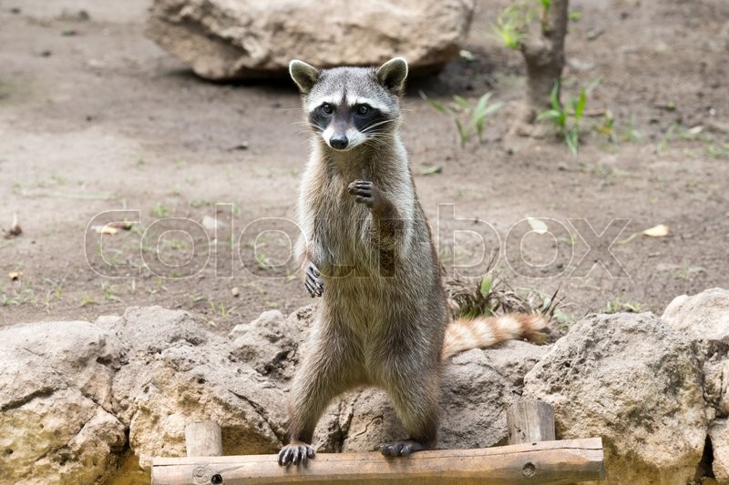 Raccoon sitting and staring intently | Stock image | Colourbox