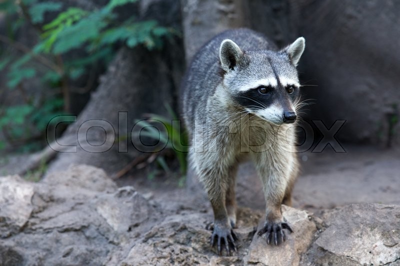 Raccoon sitting and staring intently | Stock image | Colourbox