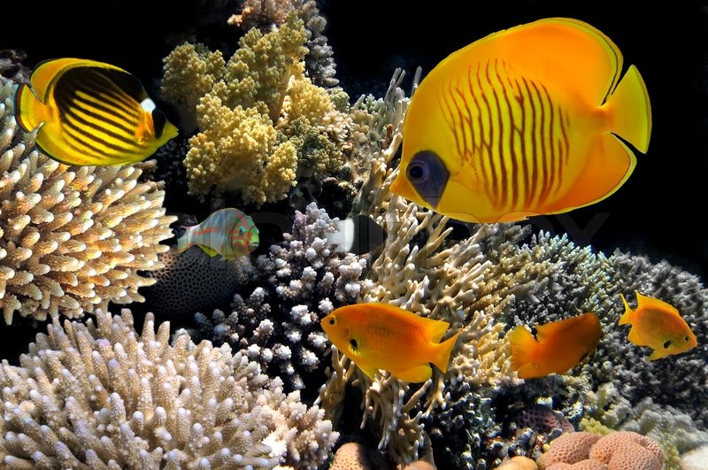 Wildlife in a Red sea. | Stock image | Colourbox