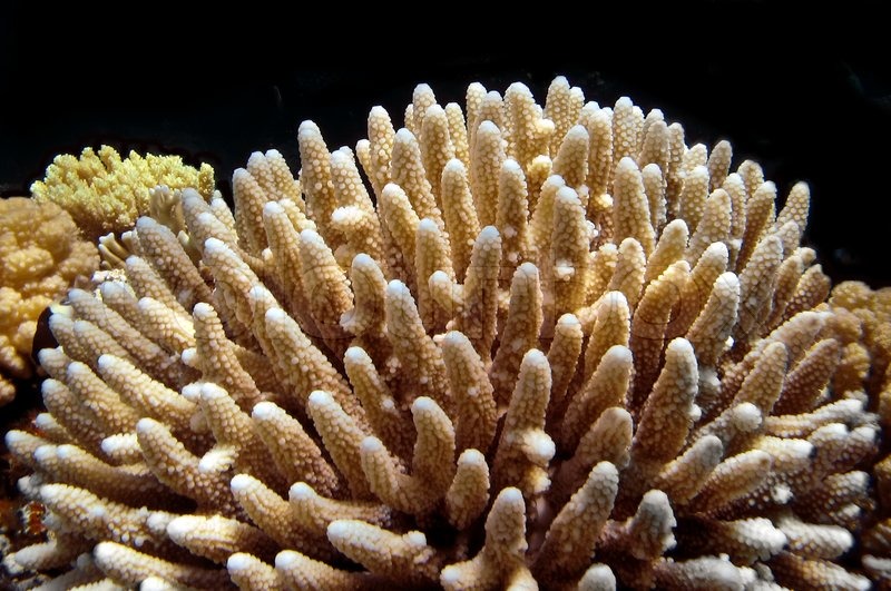 Acropora (Acroporidae) on black ... | Stock image | Colourbox