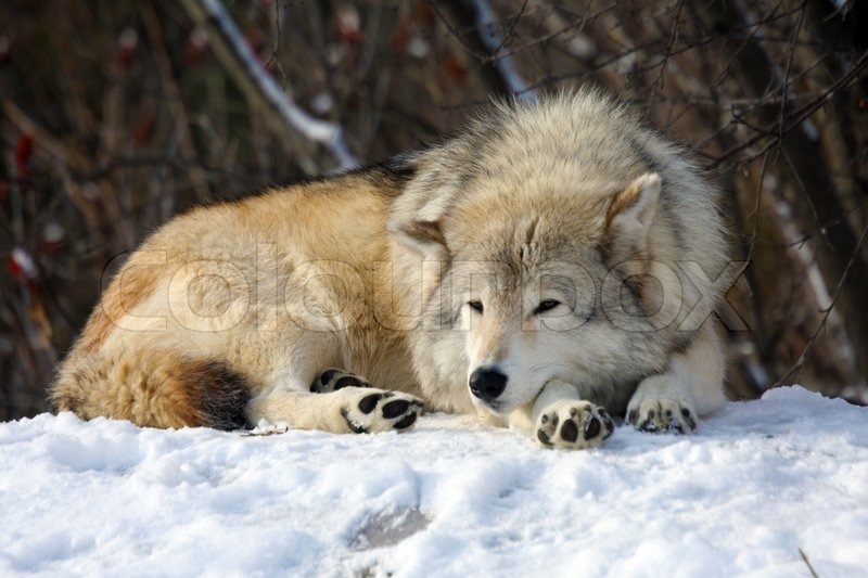 Wolf sleeping | Stock Photo | Colourbox