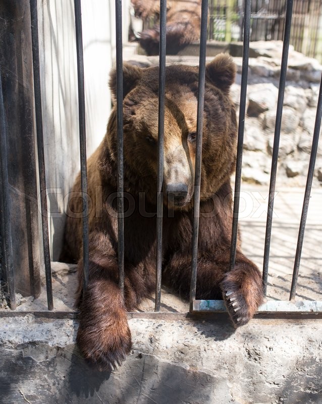Bear behind a fence in zoo | Stock image | Colourbox