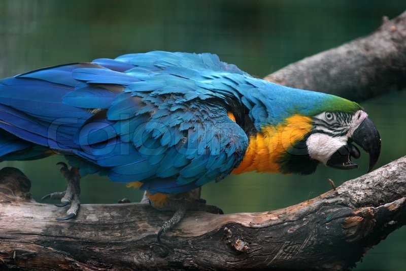 Beautiful parrot walking on wood | Stock image | Colourbox