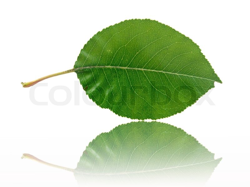 Ein Blatt vor einem weißen Hintergrund ... | Stock Bild | Colourbox