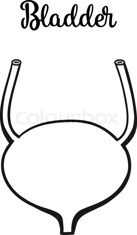 Bladder Clipart