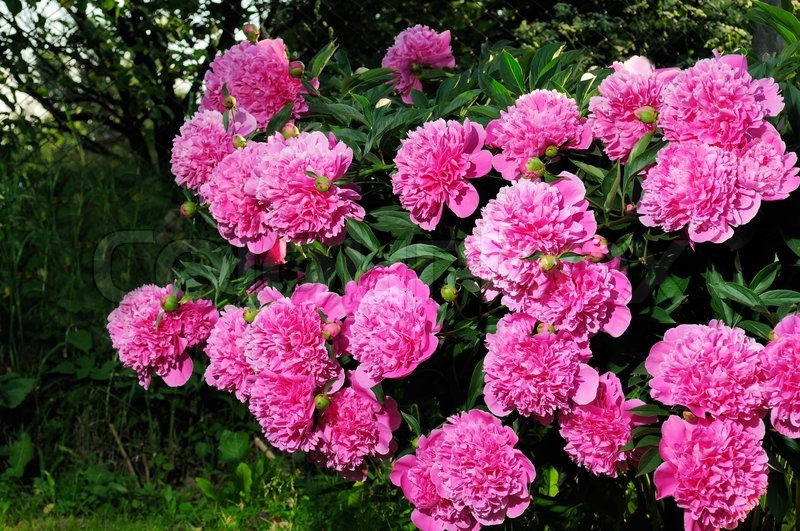 Rosa Pfingstrose Bush | Stock Bild | Colourbox