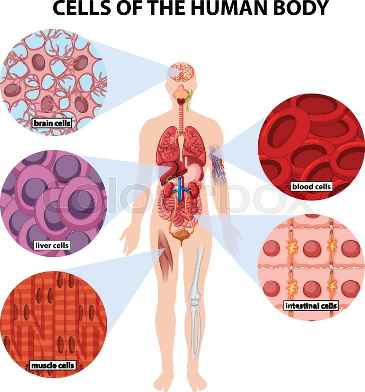 Cells of the human body illustration | Stock vector | Colourbox
