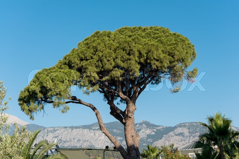 High pine tree in Turkey against the ... | Stock image | Colourbox
