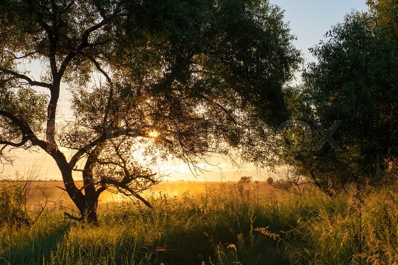 Beautiful early sunny summer morning ... | Stock image | Colourbox