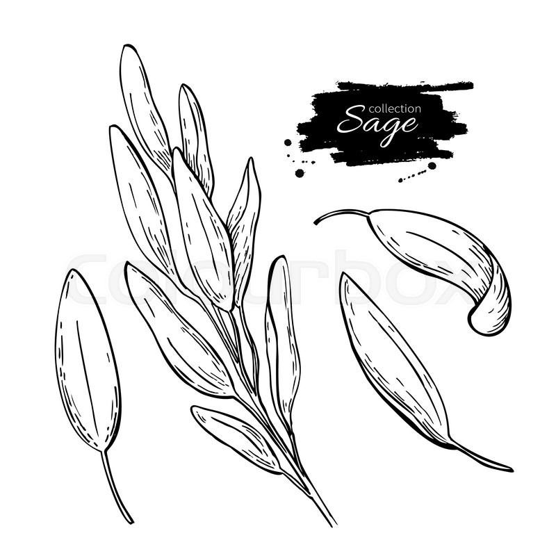 White Sage Illustration