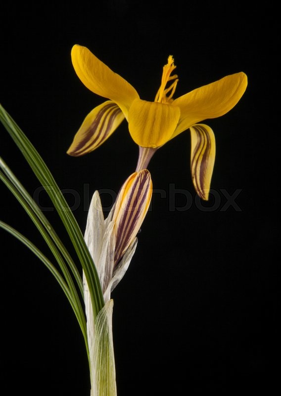 Yellow flowers isolated on a black ... | Stock image | Colourbox