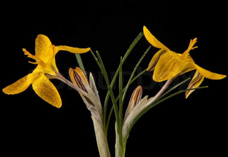 Yellow flowers isolated on a black ... | Stock image | Colourbox