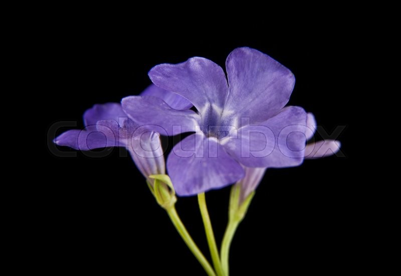 Spring lilac-purple flower, periwinkle ... | Stock image | Colourbox