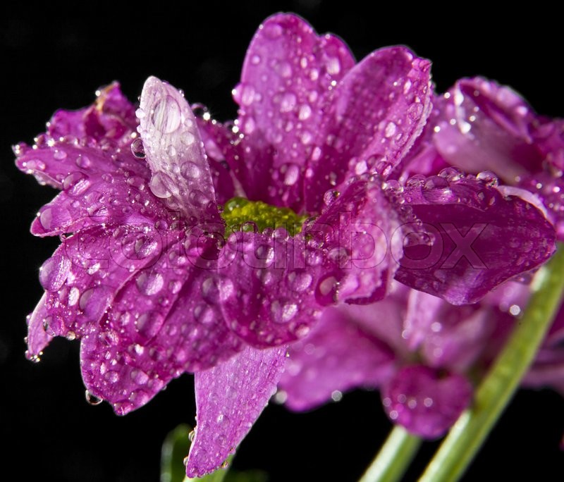 Flowers in drops of water on a black ... | Stock image | Colourbox