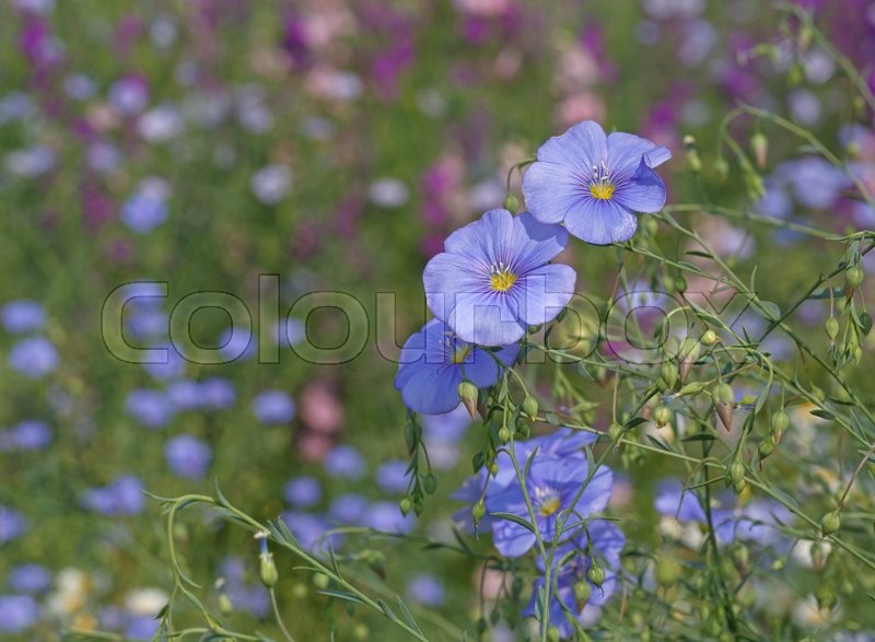 Blue Linum flowers in garden | Stock image | Colourbox