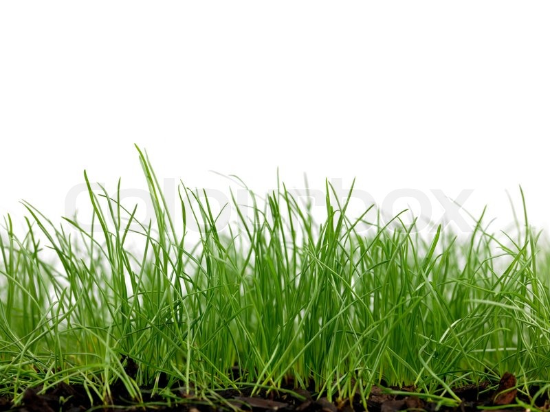 Grünes Gras vor einem weißen ... | Stock Bild | Colourbox