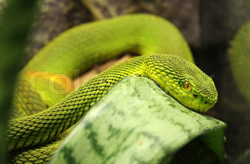 Grøn slange | Stock foto | Colourbox