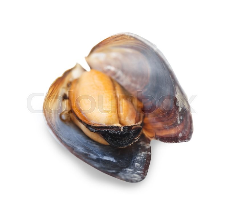 Boiled mussel isolated on white | Stock image | Colourbox