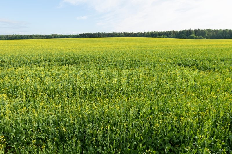 View of the farmland fields. | Stock image | Colourbox