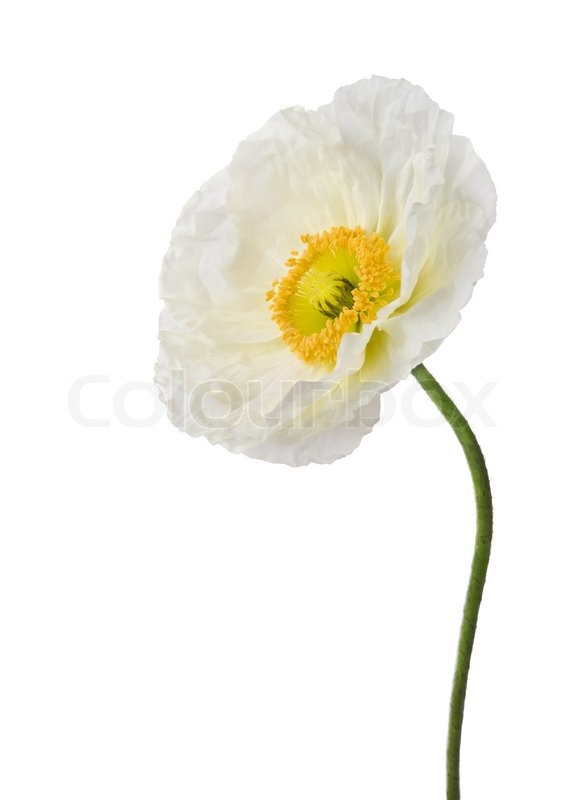 Single white poppy isolated on white ... | Stock image | Colourbox
