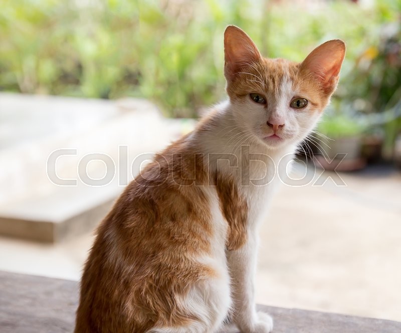 Single cat on the old wooden. Red ... | Stock image | Colourbox