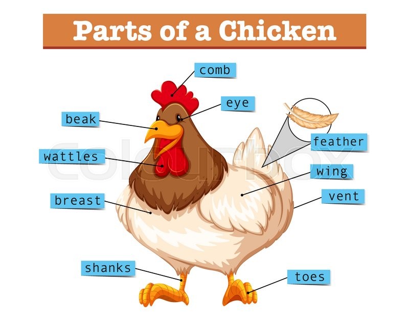Diagram showing parts of chicken ... | Stock vector | Colourbox