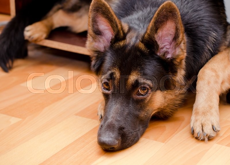German Shepherd Sad Face