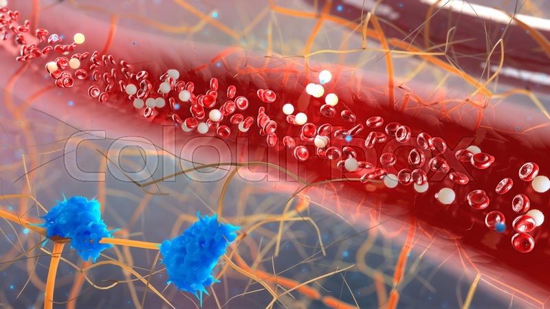 Inside the blood vessel, white blood ... | Stock image | Colourbox