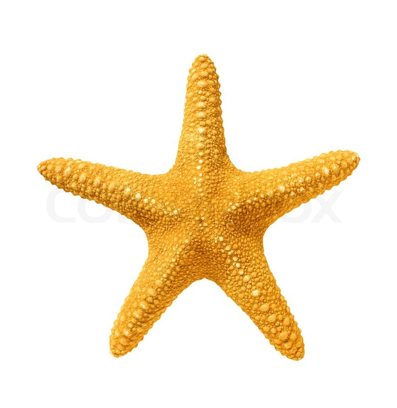 Yellow seastar isolated on white ... | Stock image | Colourbox