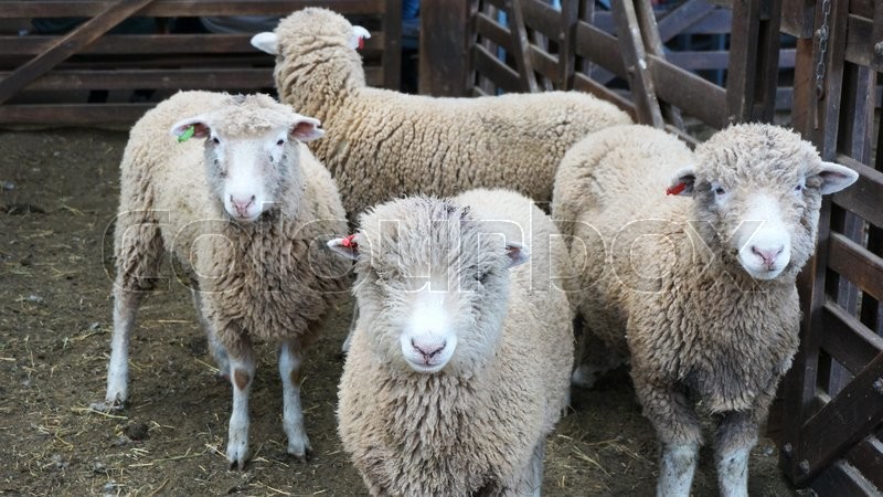 Herd of sheeps on the farm in Australia | Stock image | Colourbox