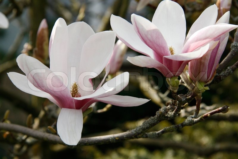 Nahaufnahme von blühenden Magnolien | Stock Bild | Colourbox